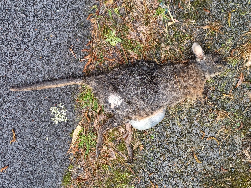 Tammar Wallaby from Lake Ōkareka, Rotorua 3076, New Zealand on October ...
