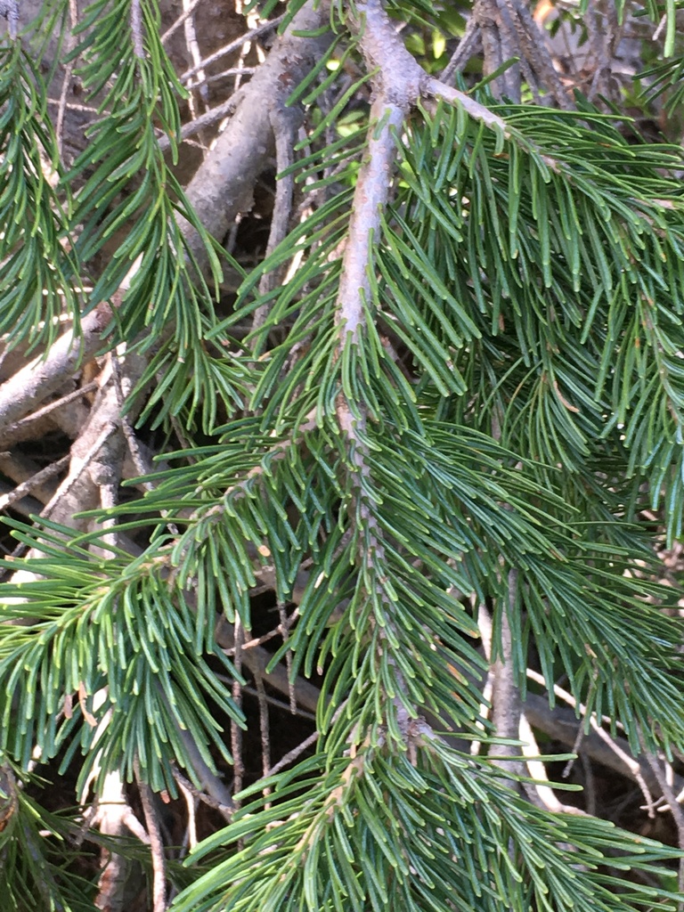 subalpine fir (Handbook for the Native Trees of Oregon) · iNaturalist