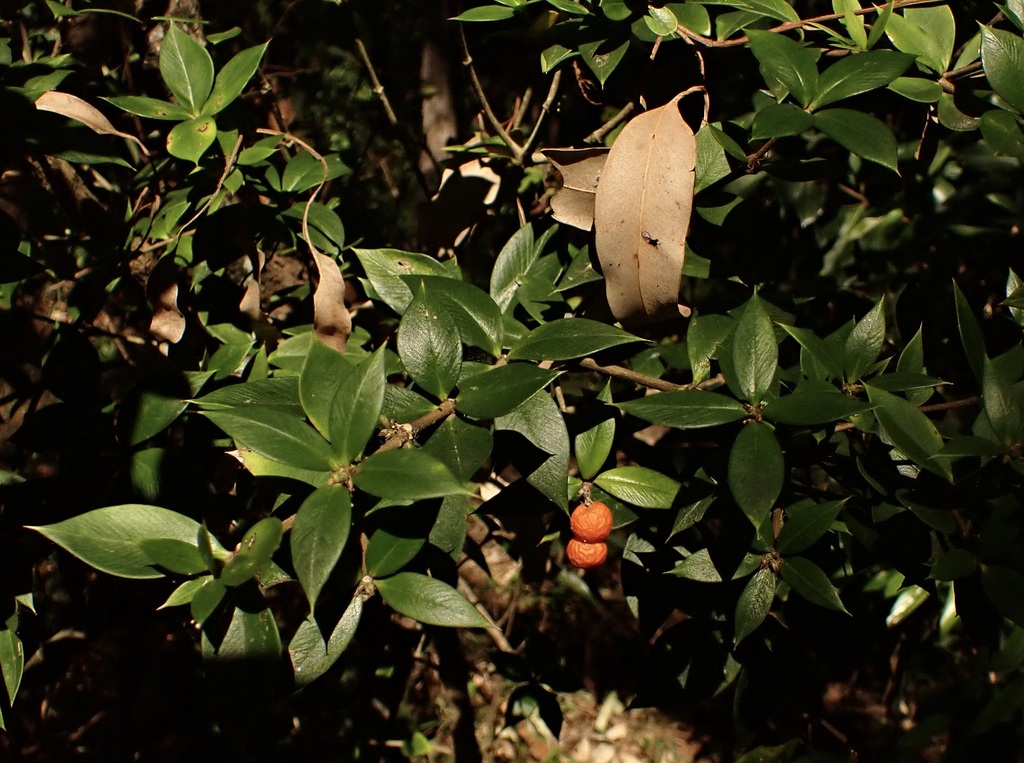 Chain Fruit from Burleigh Ridge Park Australia on September 17, 2024 at ...