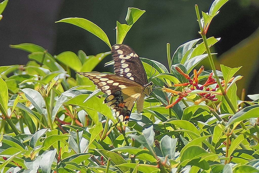 Eastern Giant Swallowtail from (west) Boynton Beach, FL, USA on October ...