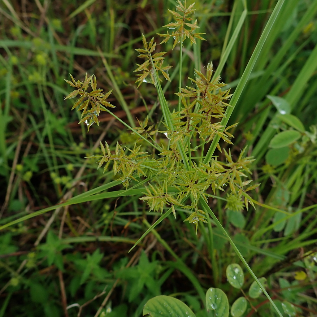 Bunchy flat-sedge from Okeechobee County, FL, USA on September 1, 2024 ...