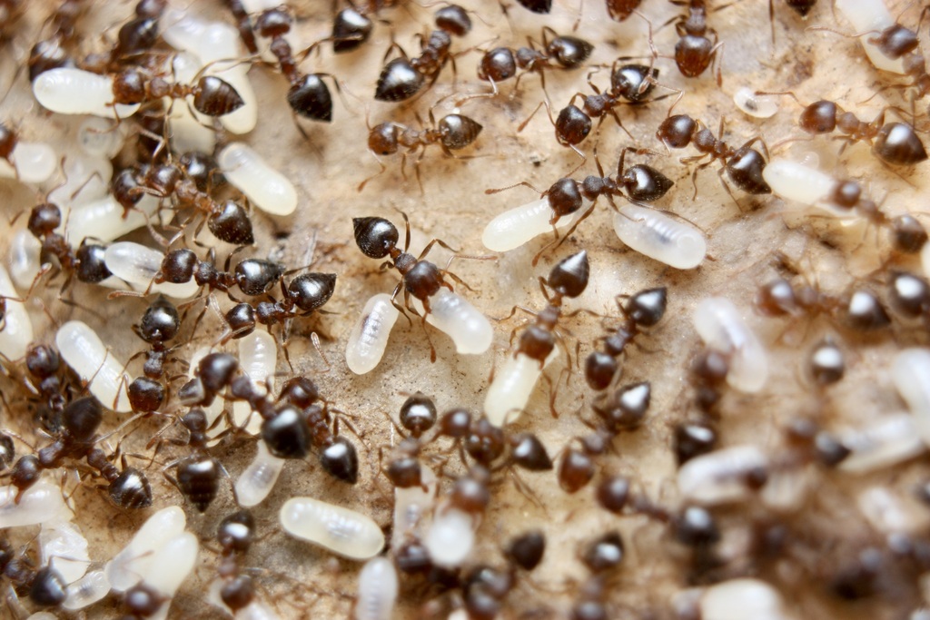 Acrobat Ants and Cocktail Ants from El Gheko, Tucson, AZ 85710, USA on ...