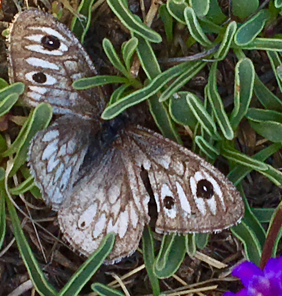 Ridings' satyr (Insects and Arachnids of Chatfield State Park ...
