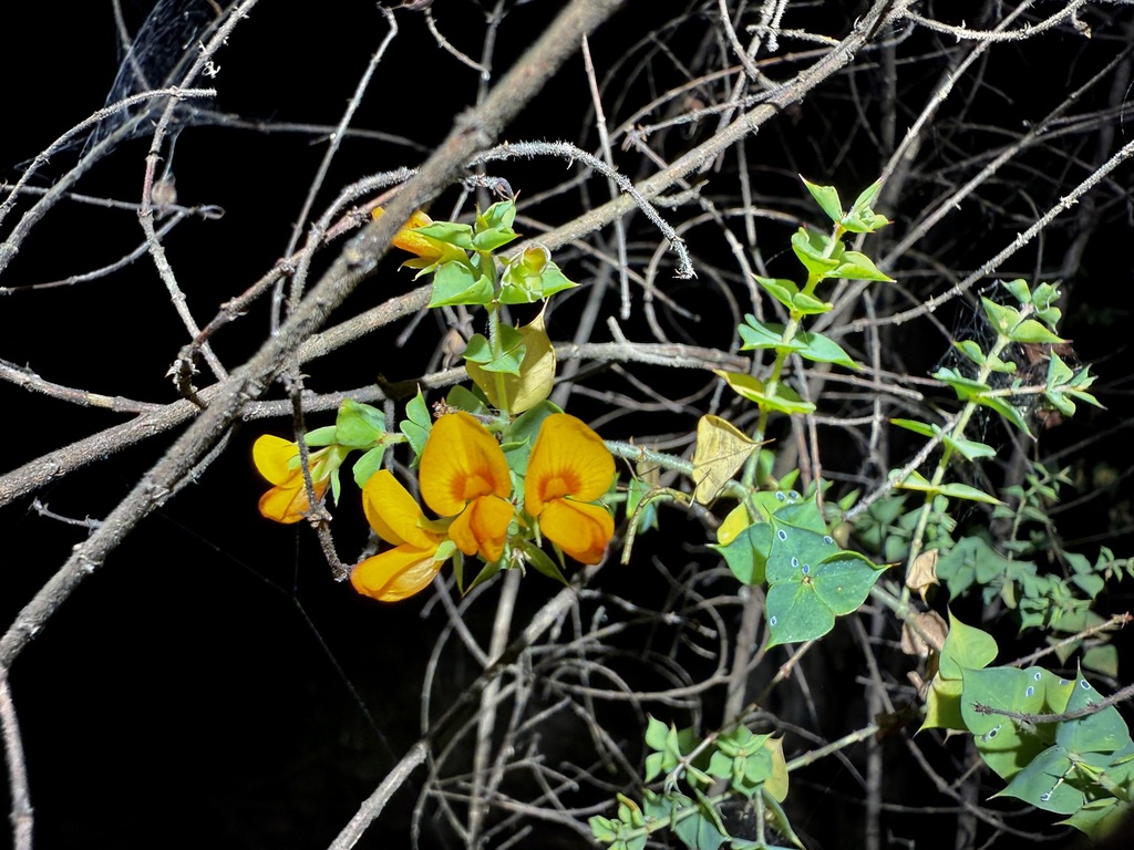 spiny bush-pea from Burbank QLD, Australia on October 1, 2024 at 07:42 ...