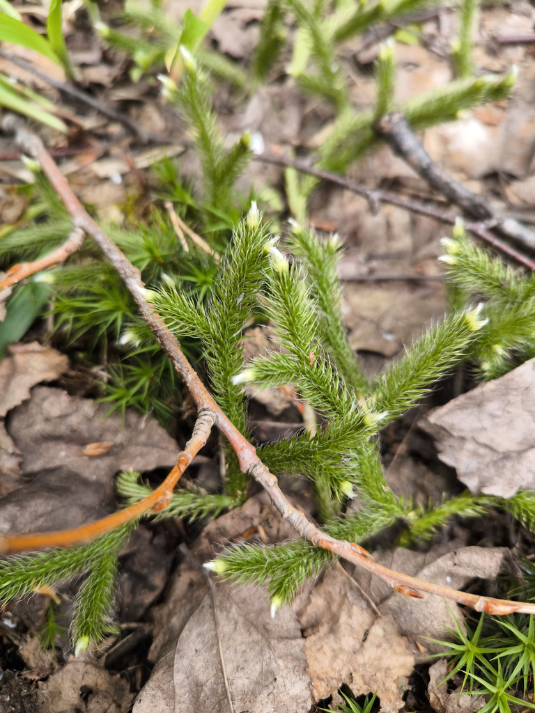 stag's-horn clubmoss from П2-1 (Гаринское болото - Интеграл), Гусь ...