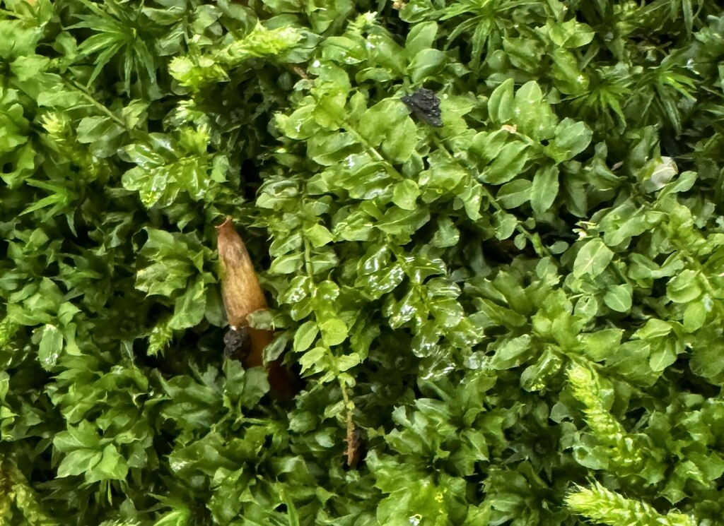 Wavy-leaf Moss from Brushy Lake, Bankhead NF, Winston County, AL, USA ...