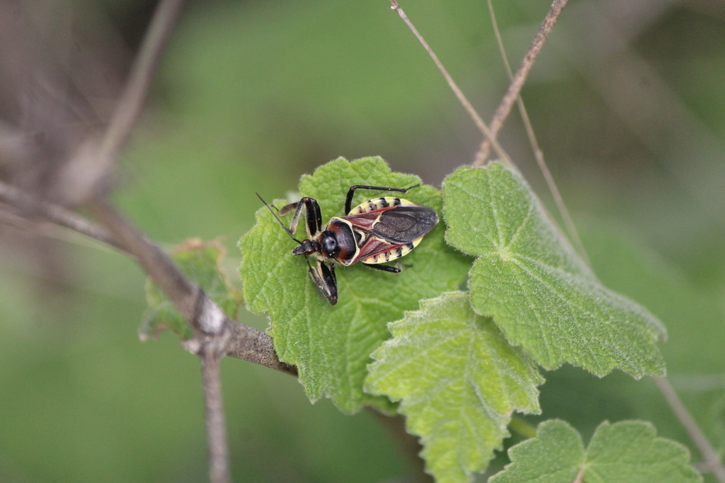 Bee Assassins from Cadereyta de Montes, Qro., México on July 1, 2019 at ...
