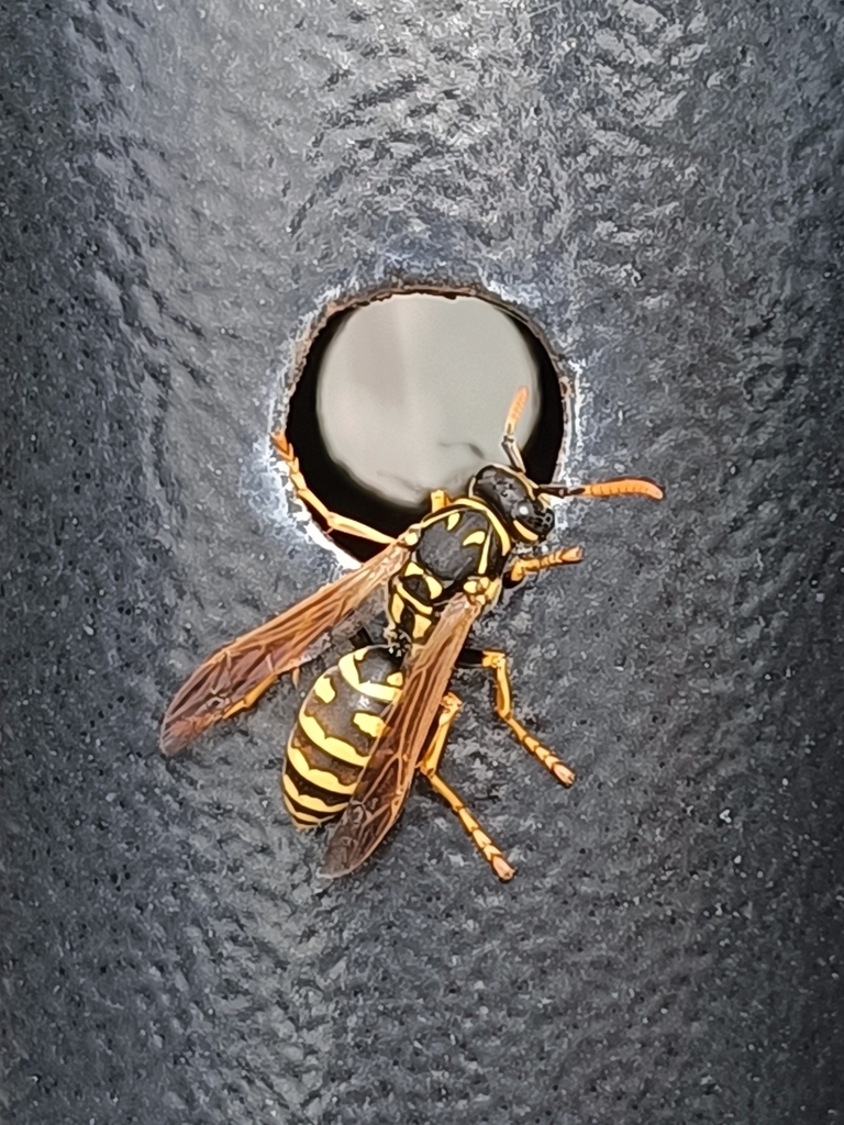 European Paper Wasp from Washington Valley, Nelson 7010, New Zealand on ...