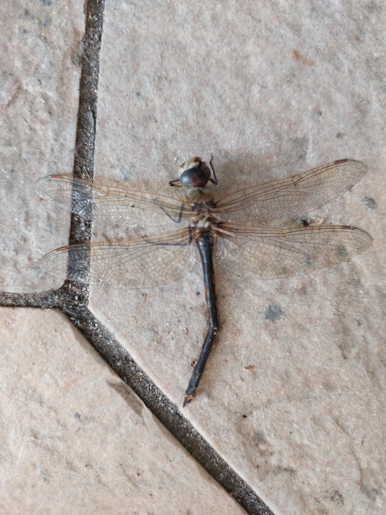 Tau Emerald from Wynyard, Sydney NSW 2000, Australia on October 2, 2024 ...