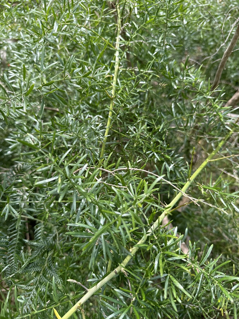 African Asparagus from Anchorage Dr, Blind Bight, VIC, AU on October 1 ...