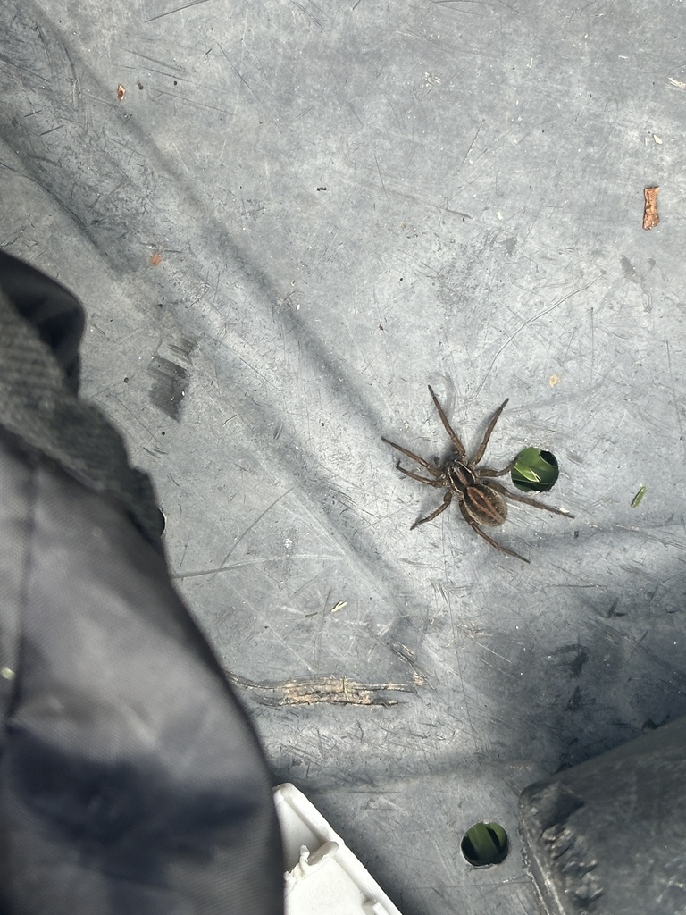 Venatrix furcillata from Douglas St, Wallsend, NSW, AU on October 2 ...