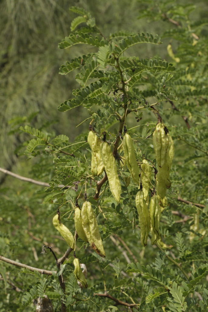 Flor de gallito desde Salina Cruz (municipio), Oax., México el 01 de ...
