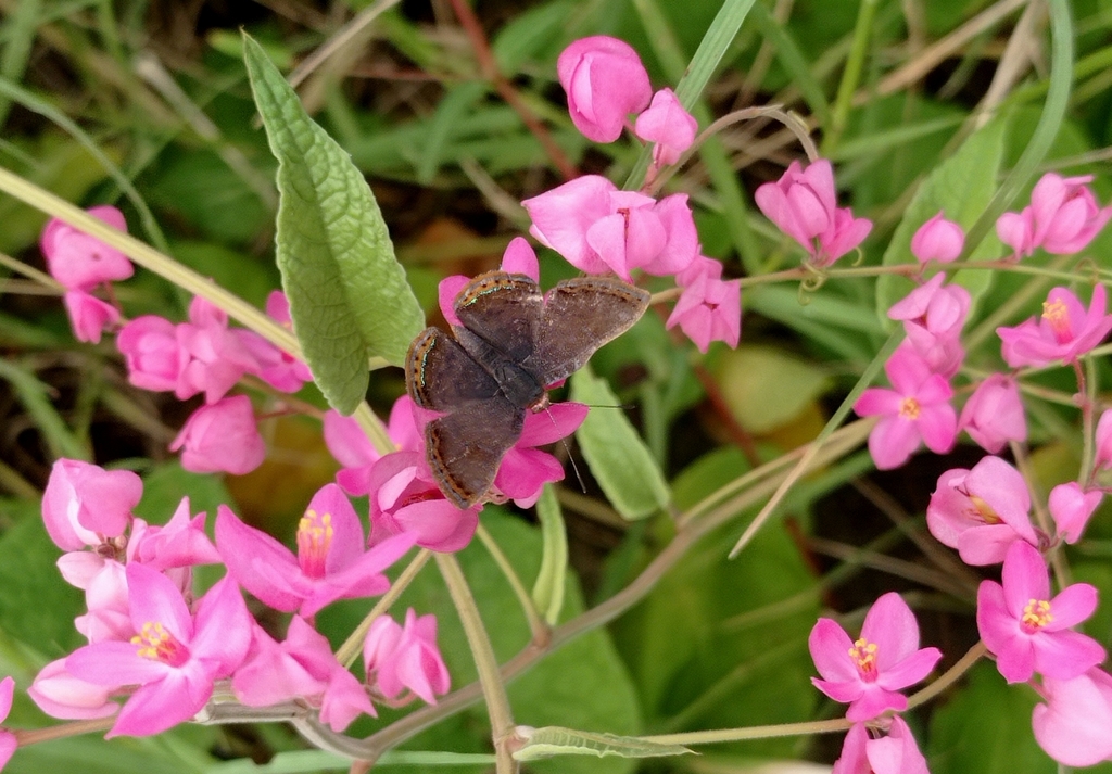 Red-bordered Metalmark from 82532 Sin., México on September 22, 2024 at ...