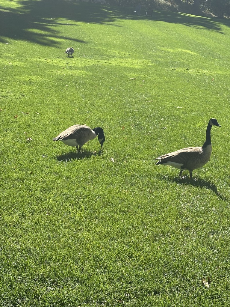 Black Geese from Chestnut Hill Reservoir, Boston, MA, US on September ...