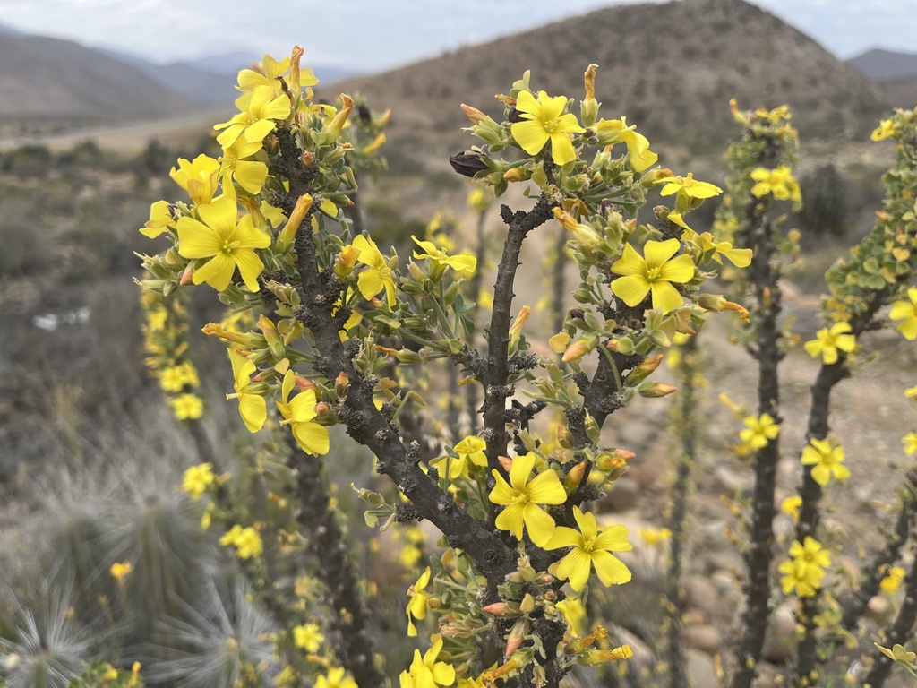 Giant Oxalis from Ruta D-110-C, La Higuera, Coquimbo Region, CL on ...