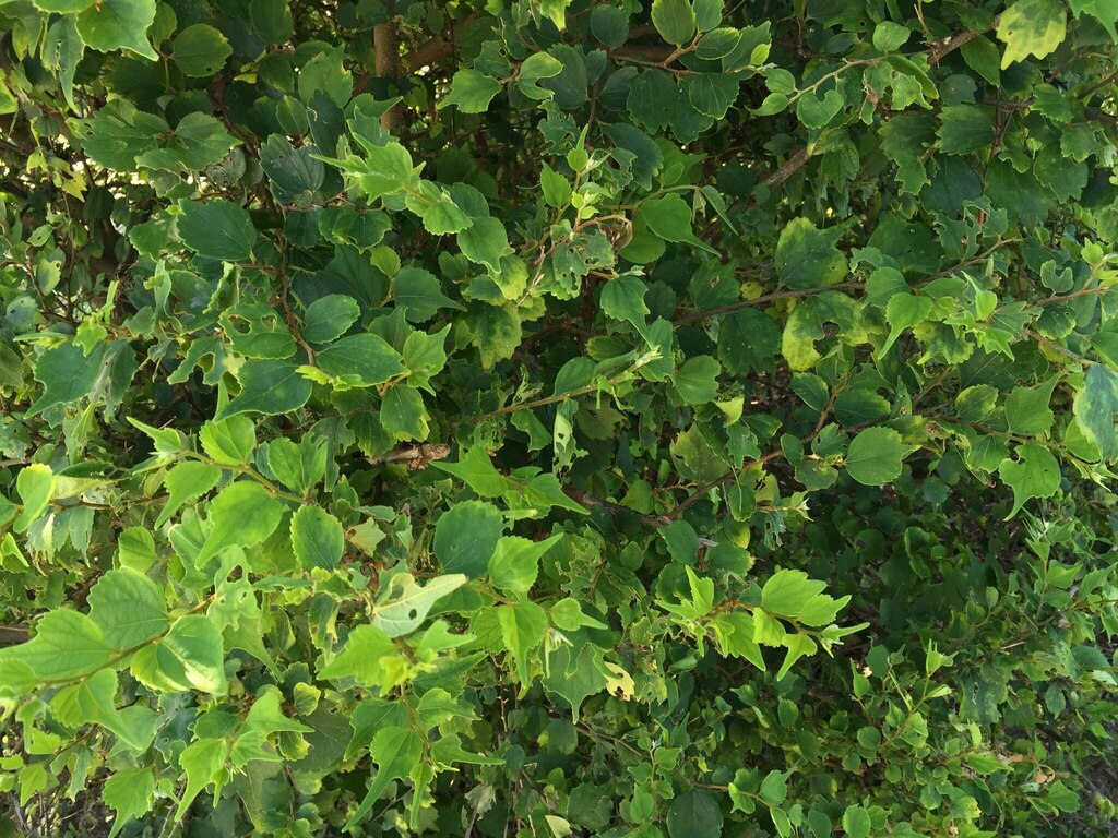 Chinese hackberry from Kinmen, Fujian, Taiwan on July 5, 2016 at 04:25 ...