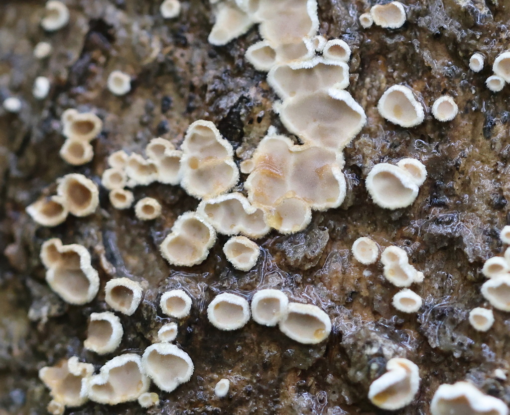 Smooth Patch Disease from York County, PA, USA on October 1, 2024 at 04 ...