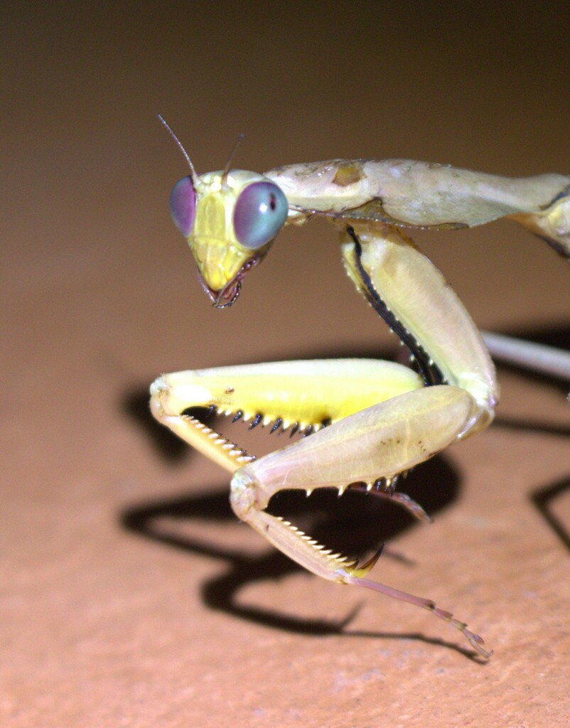 Hooded Horror from Iron Range QLD, Australia on September 26, 2024 at ...