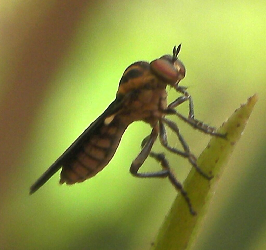 Gnat Ogres from Montezuma, Puntarenas Province, Puntarenas, Costa Rica ...