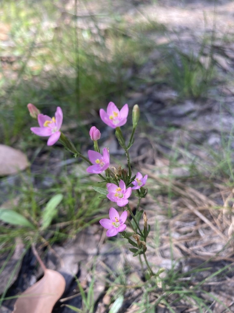 Common centaury from Upper Beaconsfield Nature Conservation Reserve, Guys Hill, VIC, AU on ...