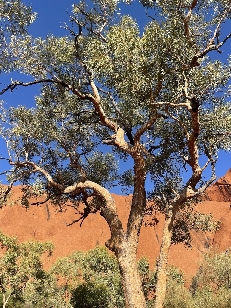 Desert Bloodwood from Uluṟu / Ayers Rock, Mutitjulu, NT, AU on August ...