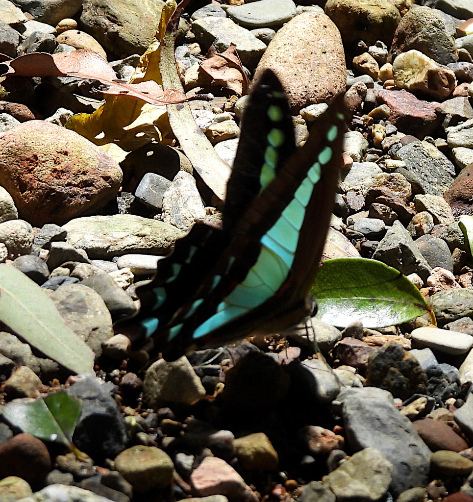 Blue Triangle Butterfly from Highvale QLD 4520, Australia on September ...