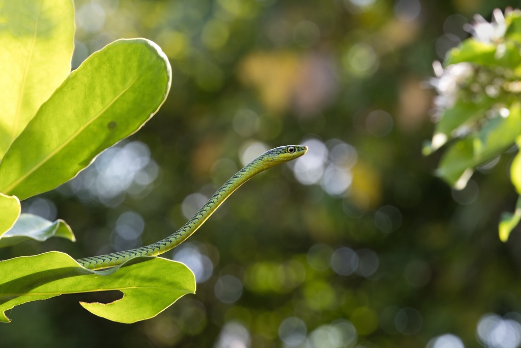 Spotted Green Snake from Micheweni, Tanzánie on September 20, 2024 at ...