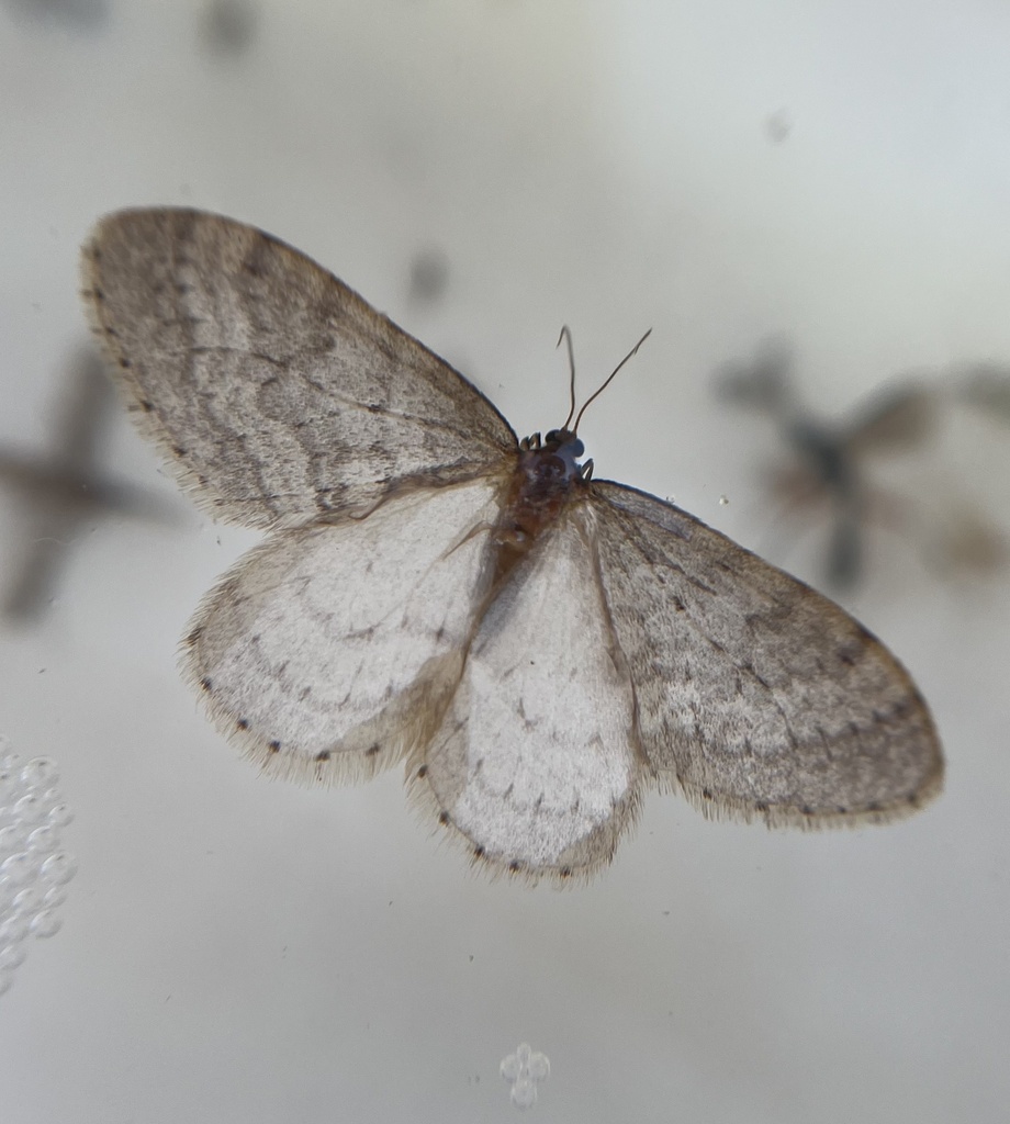 Northern Winter Moth from 78К-0009, Борок, Ярославская область, RU on ...