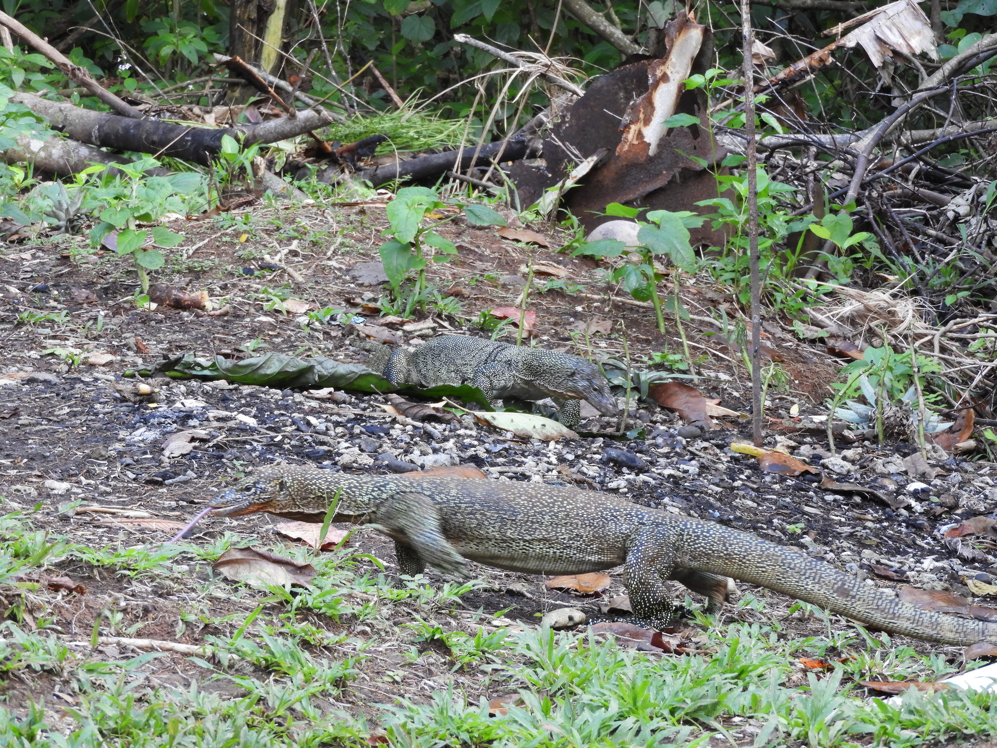 Varanus indicus (Daudin, 1802)