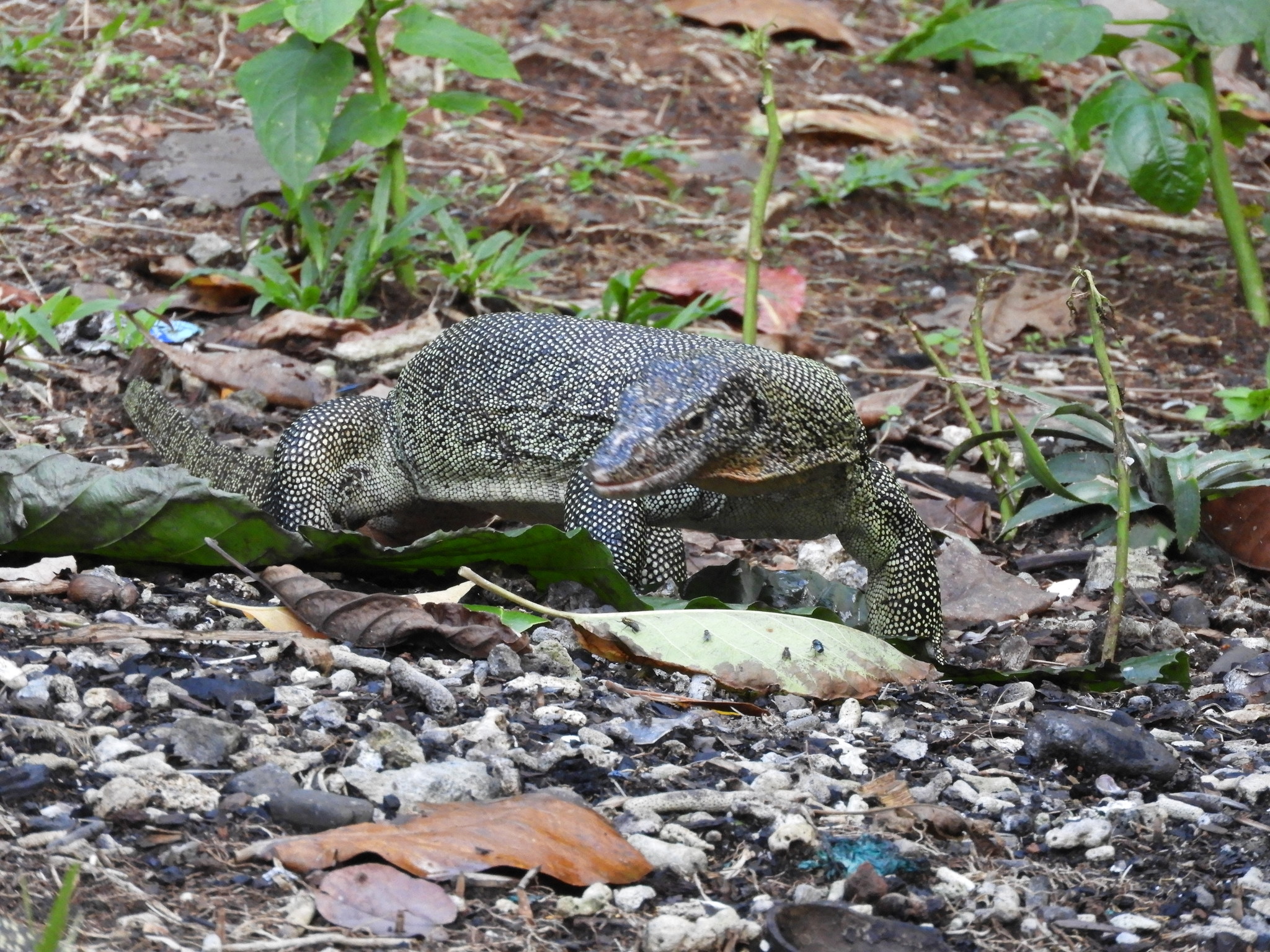 Varanus indicus (Daudin, 1802)