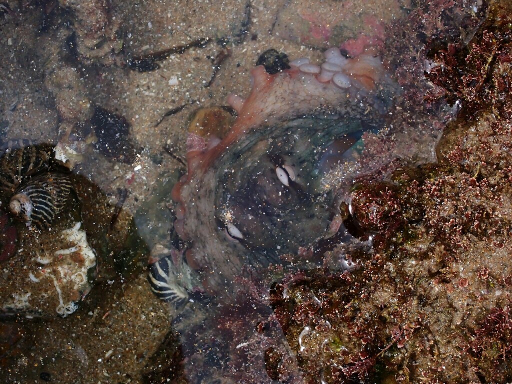 Common Sydney Octopus from Woolgoolga NSW 2456, Australia on October 2 ...