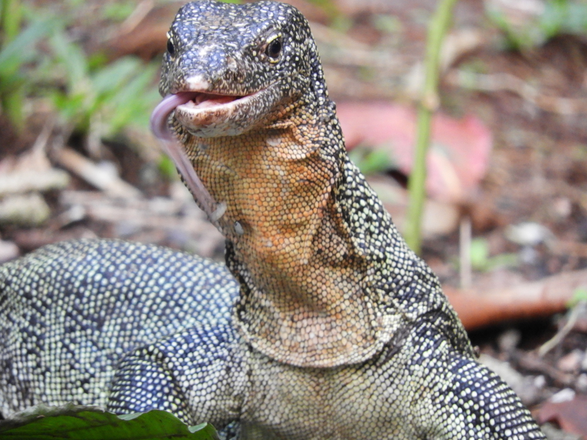 Varanus indicus (Daudin, 1802)