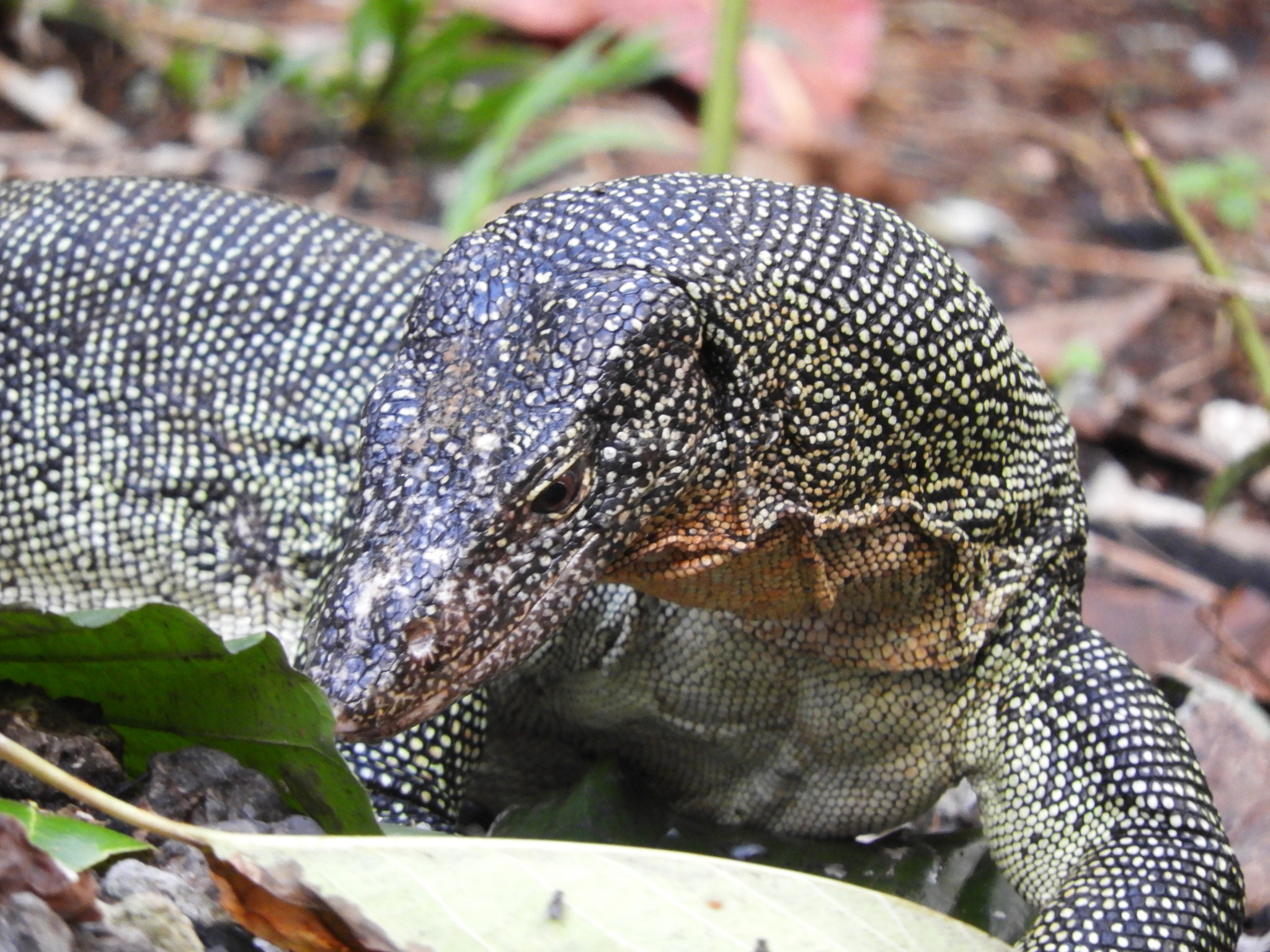 Varanus indicus (Daudin, 1802)