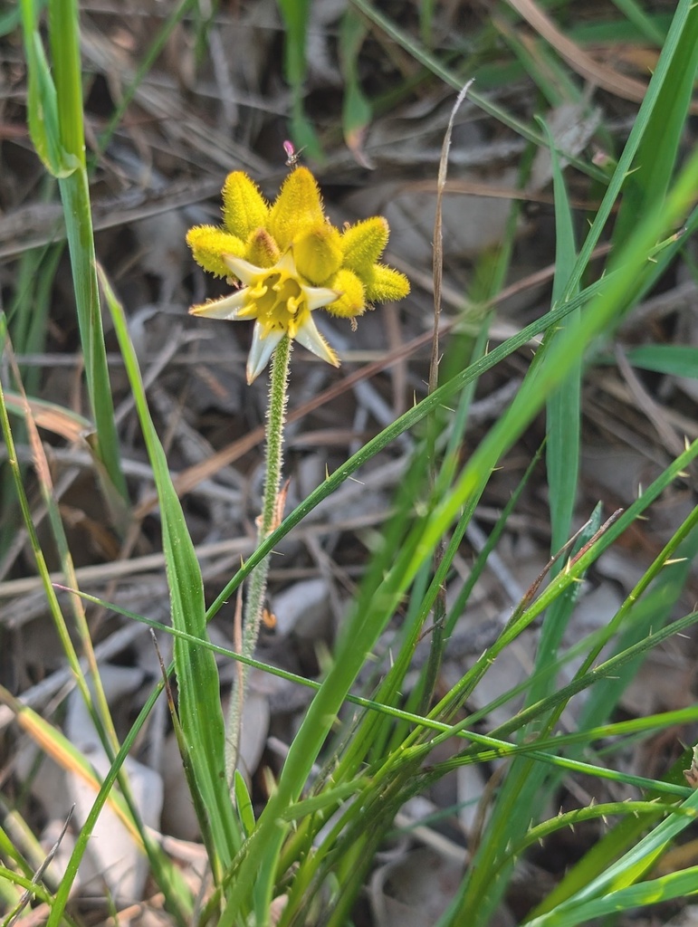 Conostylis from Cataby WA 6507, Australia on September 22, 2024 at 02: ...