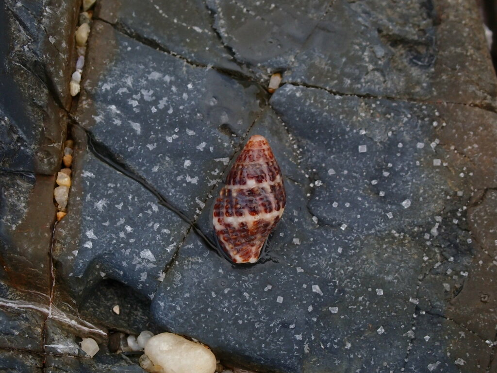 Engina armillata from Woolgoolga NSW 2456, Australia on October 2, 2024 ...