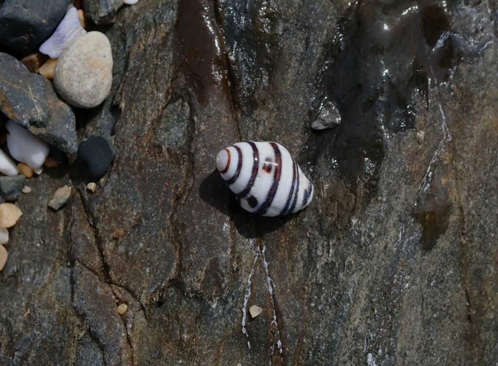 Engina lineata from Woolgoolga NSW 2456, Australia on October 2, 2024 ...
