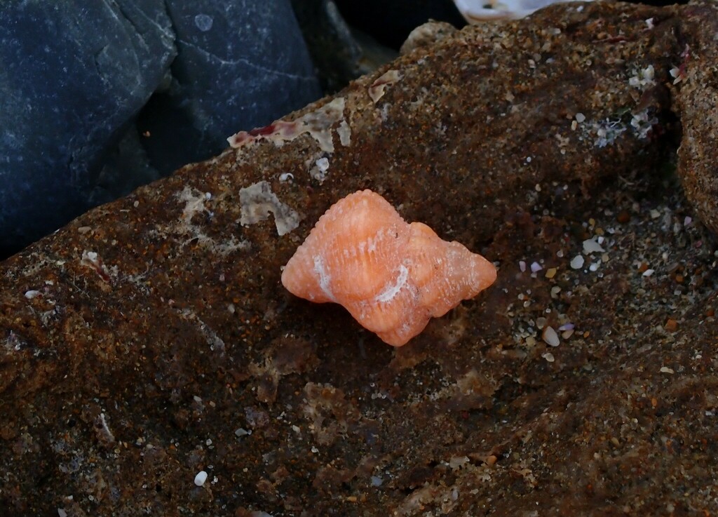 Mipus arbutum from Woolgoolga NSW 2456, Australia on October 2, 2024 at ...