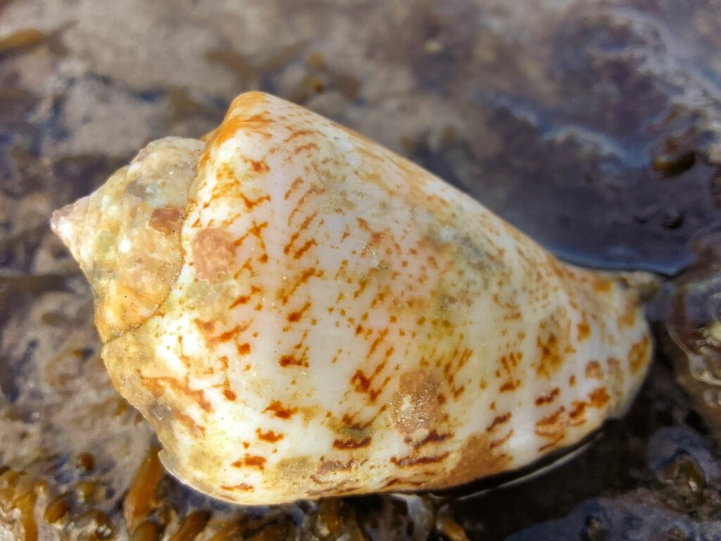 Persian Conch from Shimoni, Kenya on September 26, 2024 at 04:03 PM by ...