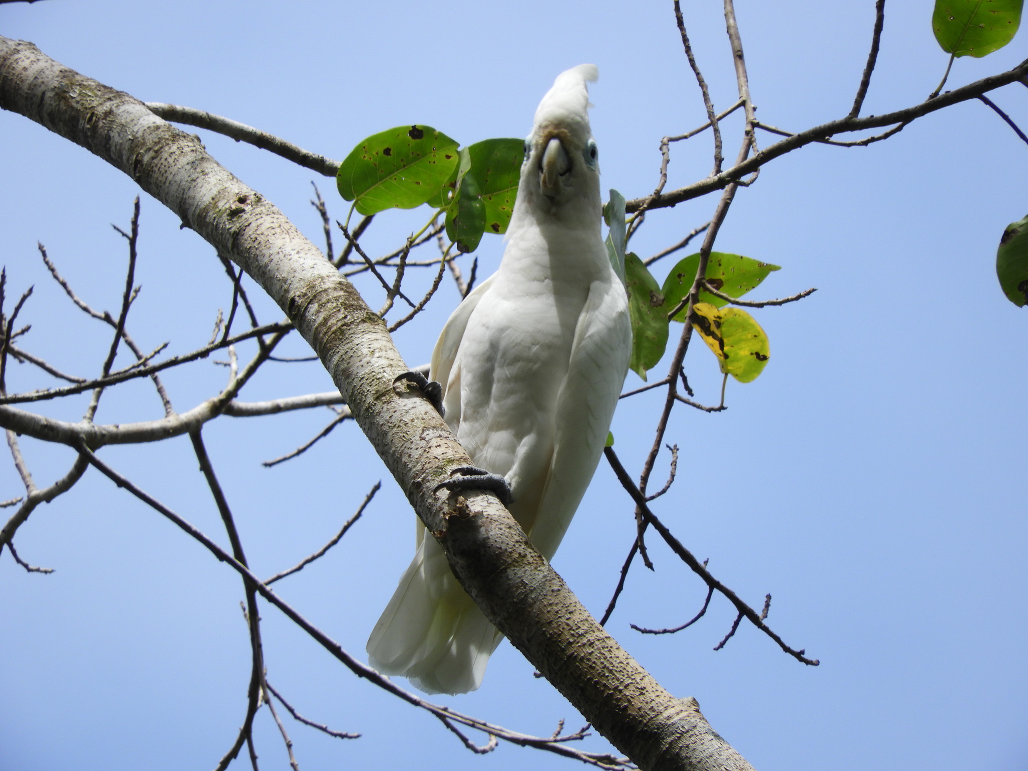 Cacatua ducorpsii Pucheran, 1853