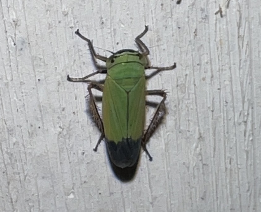 Green Rice Leafhopper in September 2024 by Luke Smith · iNaturalist