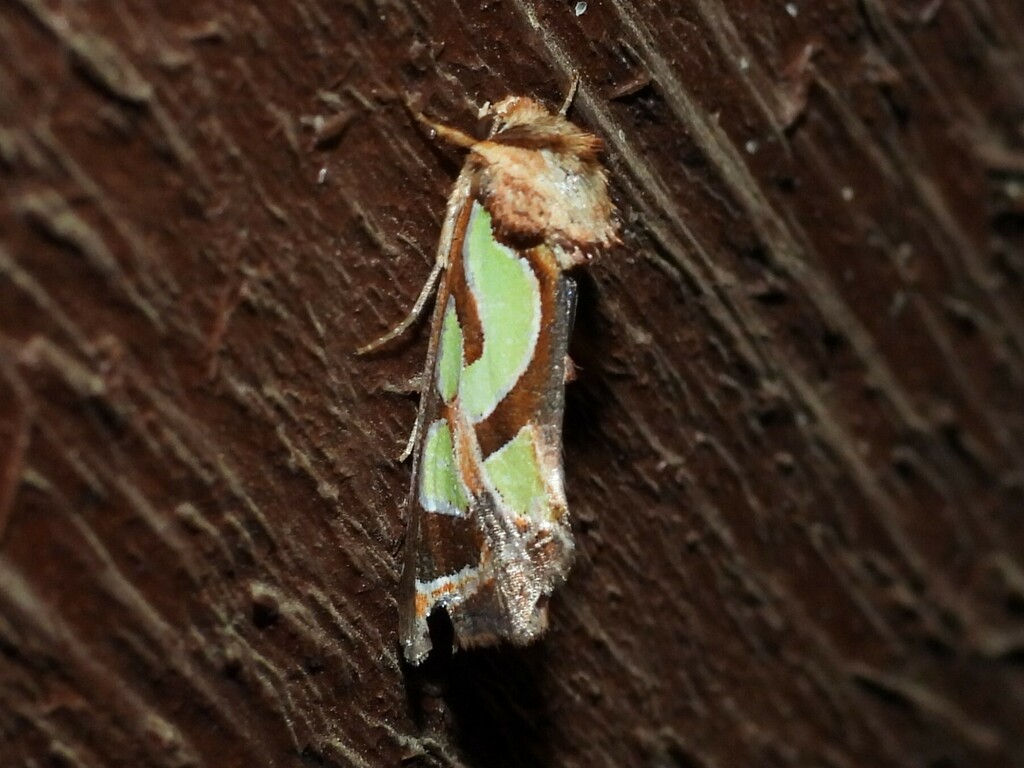Green-blotched Moth from Coomba Park NSW 2428, Australia on October 2 ...