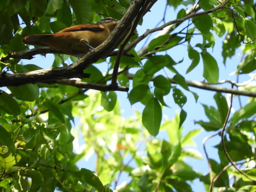 Subspecies Edolisoma erythropygium saturatius · iNaturalist