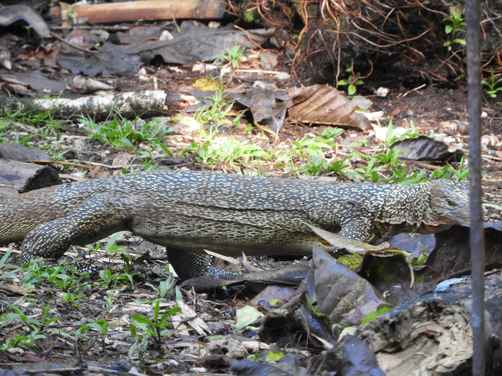 Varanus indicus (Daudin, 1802)