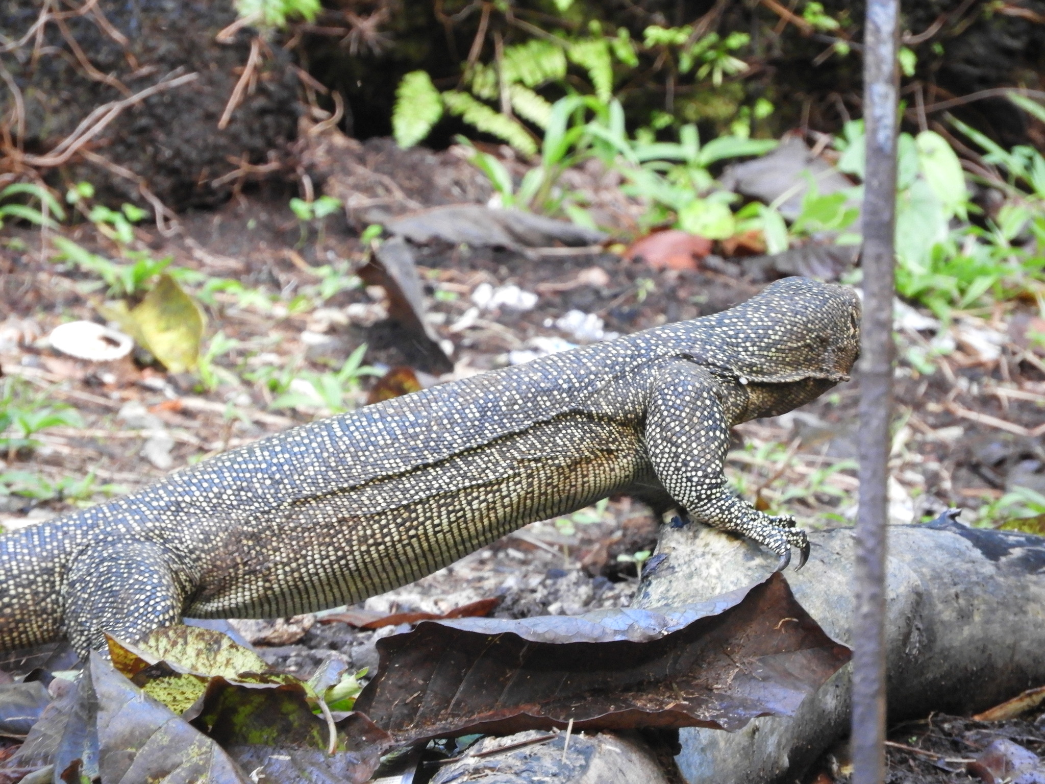 Varanus indicus (Daudin, 1802)