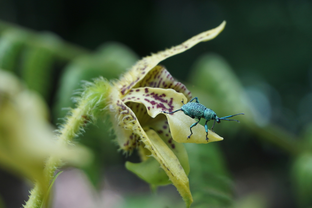 Broad-nosed Weevils from South Kolombangara, Solomon Islands on October ...