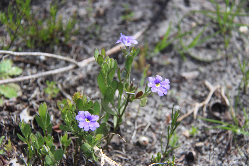 Common Dampiera from Badgingarra WA 6521, Australia on September 5 ...