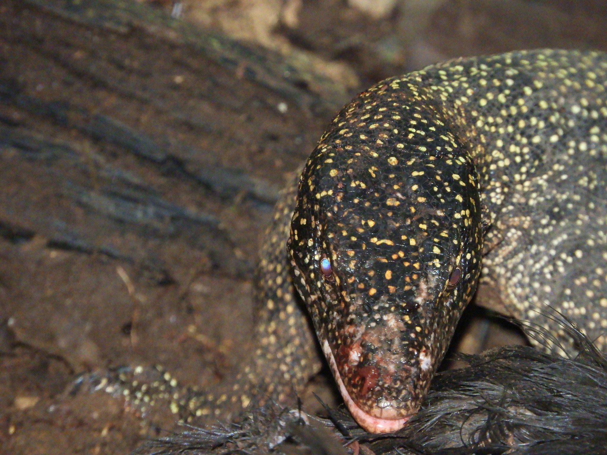 Varanus indicus (Daudin, 1802)
