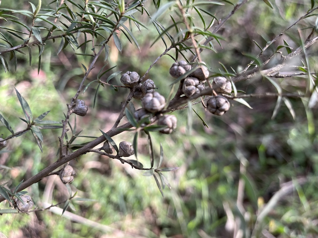 prickly tea-tree from Kerrie Rd, Kerrie, VIC, AU on October 2, 2024 at ...