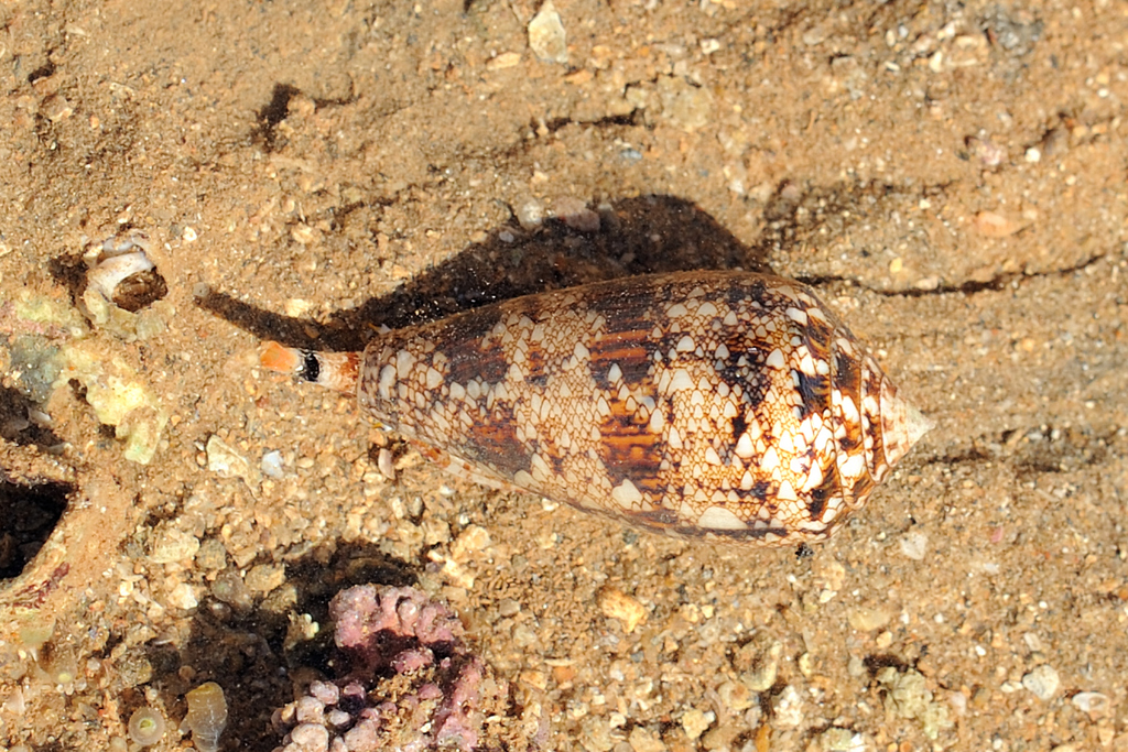 Queen Victoria Cone from Port Hedland on August 25, 2024 at 09:05 AM by ...