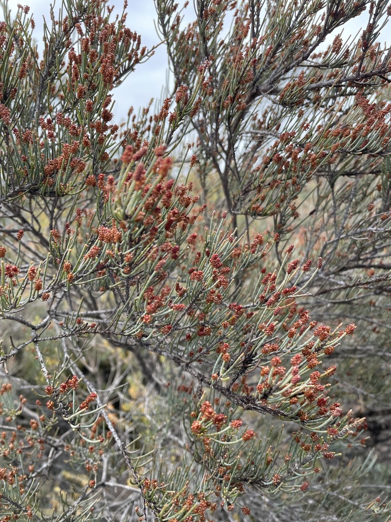 dwarf sheoak from Lol Gray, Williams, WA, AU on October 2, 2024 at 11: ...